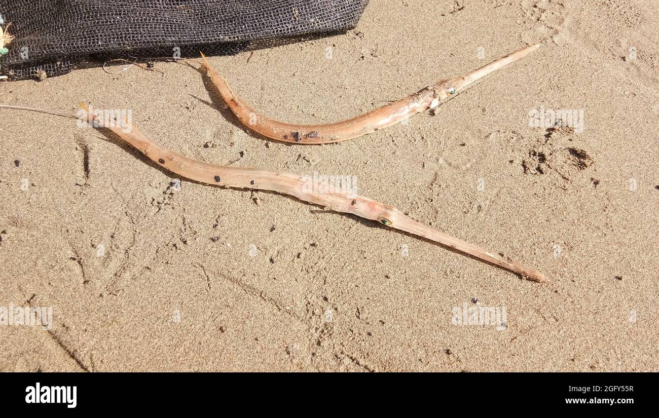 unique fish with long mouth Stock Photo - Alamy