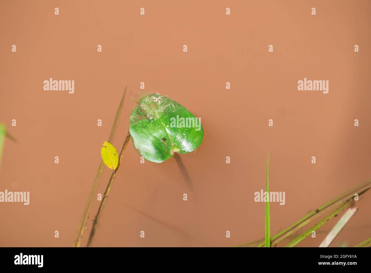 Green leaf growing in a pond Stock Photo - Alamy