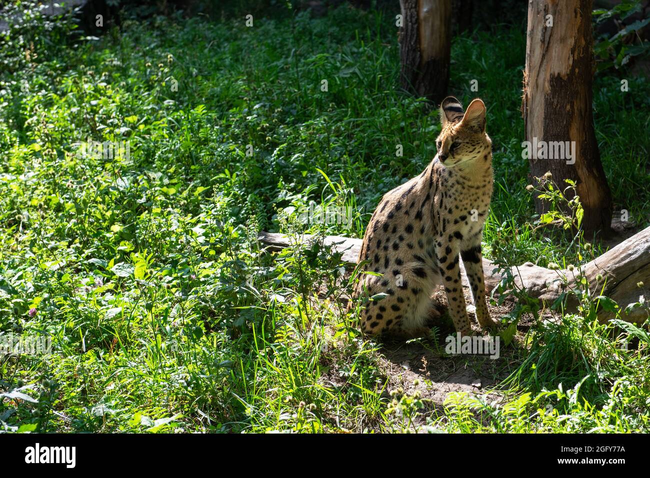 Serval spotted african wild cat Stock Photo - Alamy