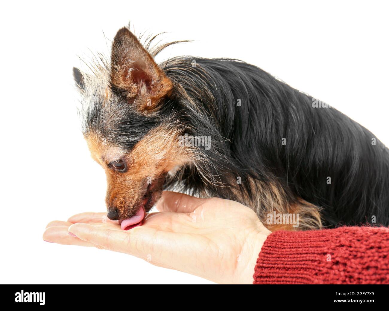 Female hand feeding cute little dog, isolated on white Stock Photo - Alamy