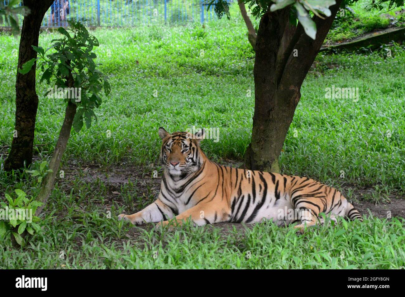 A Bengal tiger rests during visits peoples the Bangladesh National Zoo ...