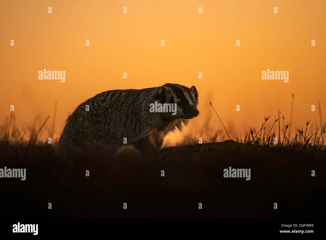 American Badger Digging High Resolution Stock Photography and Images ...