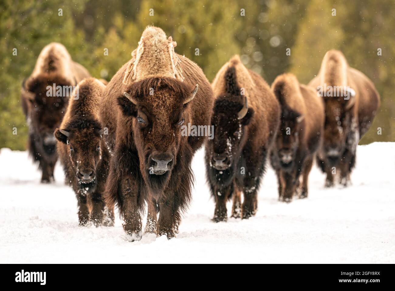 Bison wild bison hi-res stock photography and images - Alamy