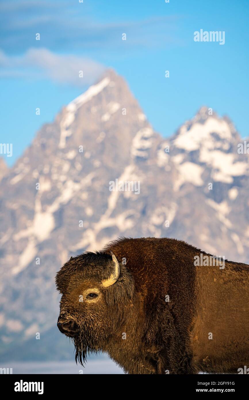 American bison bison bison fur hi-res stock photography and images - Alamy