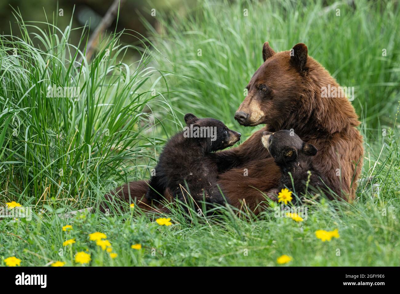 Fuzzy brown bear cub hi-res stock photography and images - Alamy