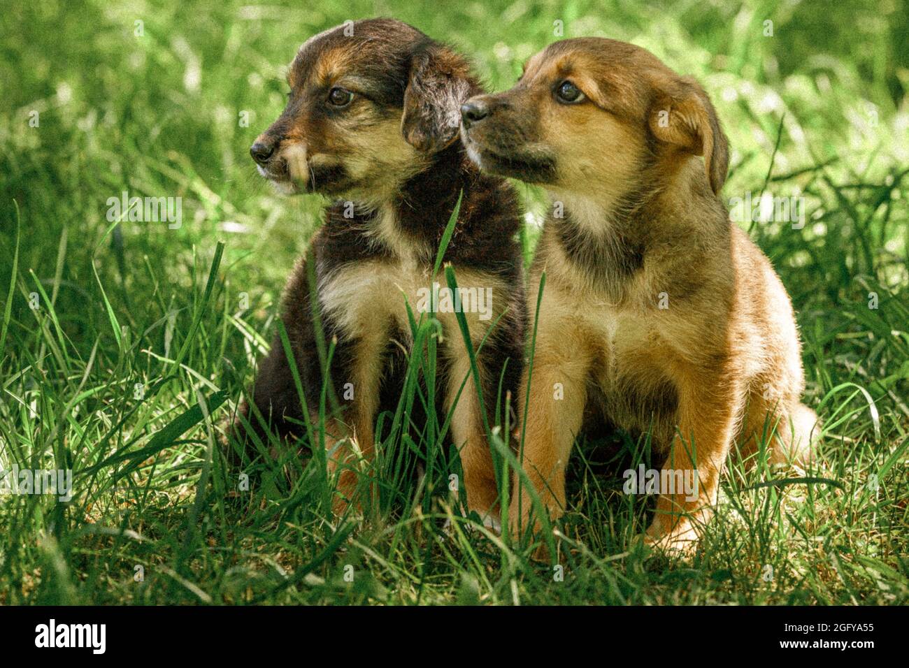mother dog take care puppies with love Stock Photo - Alamy