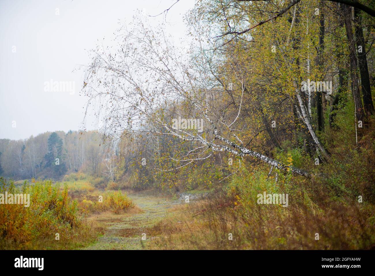 Poplar trees without leaves in the autumn. Autumn Landscape Stock Photo ...