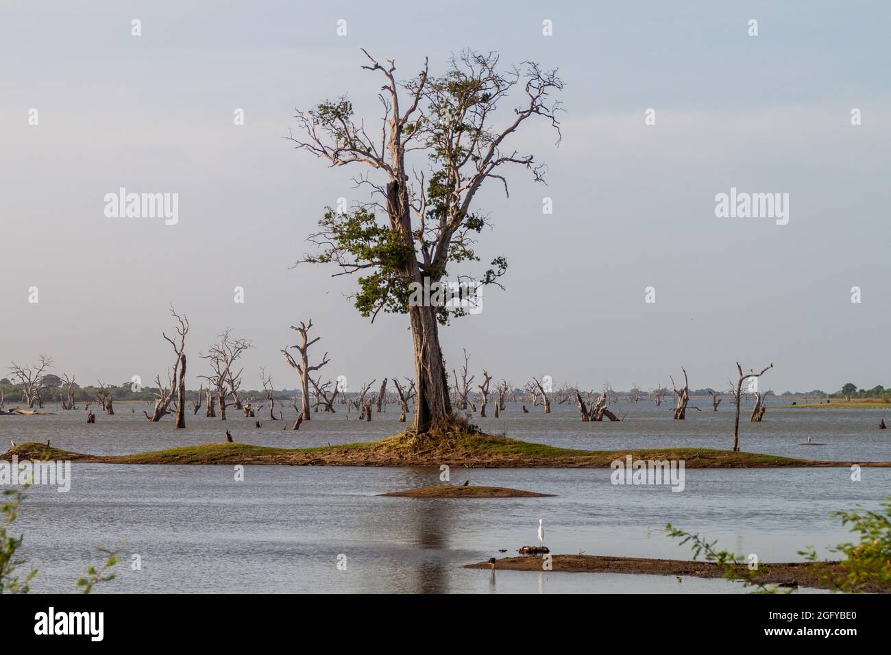 Dead trees in a water reservoir in Udawalawe National Park, Sri Lanka ...