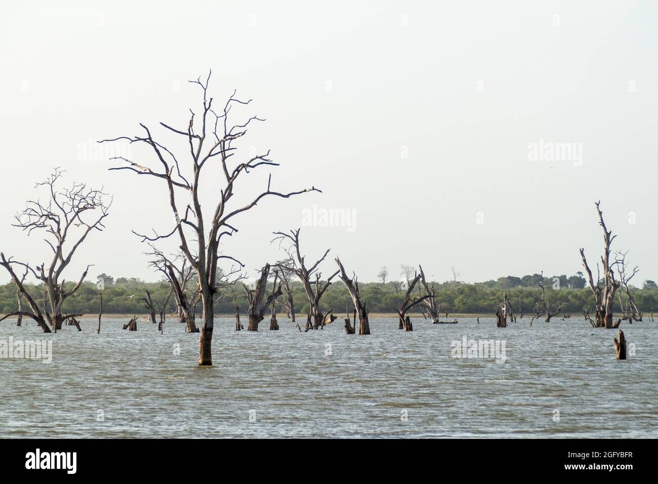 Dead trees in a water reservoir in Udawalawe National Park, Sri Lanka ...