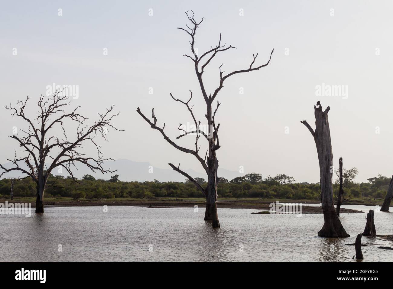 Dead trees in a water reservoir in Udawalawe National Park, Sri Lanka ...