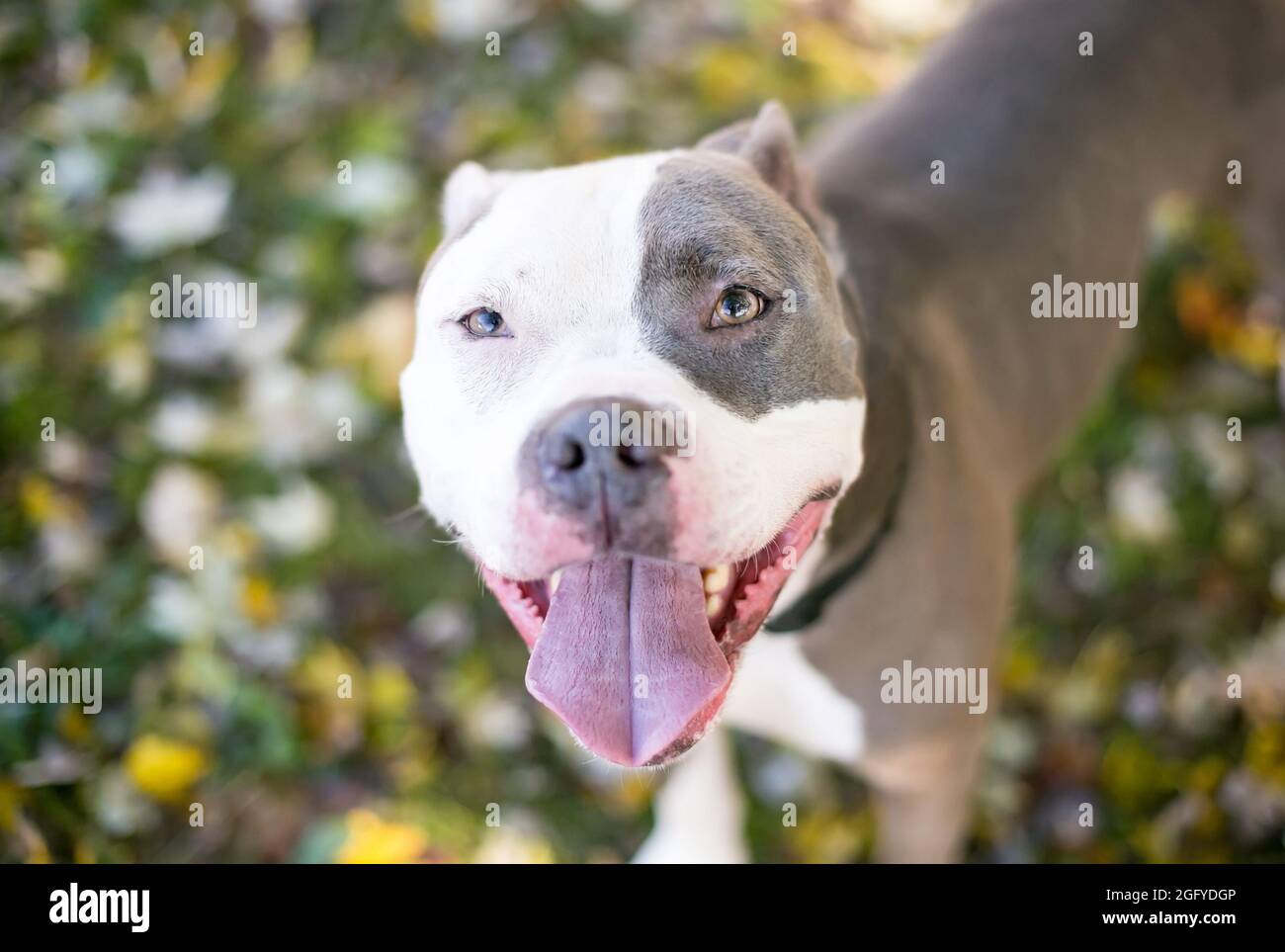 A happy gray and white Pit Bull mixed breed dog looking up and panting Stock Photo - Alamy