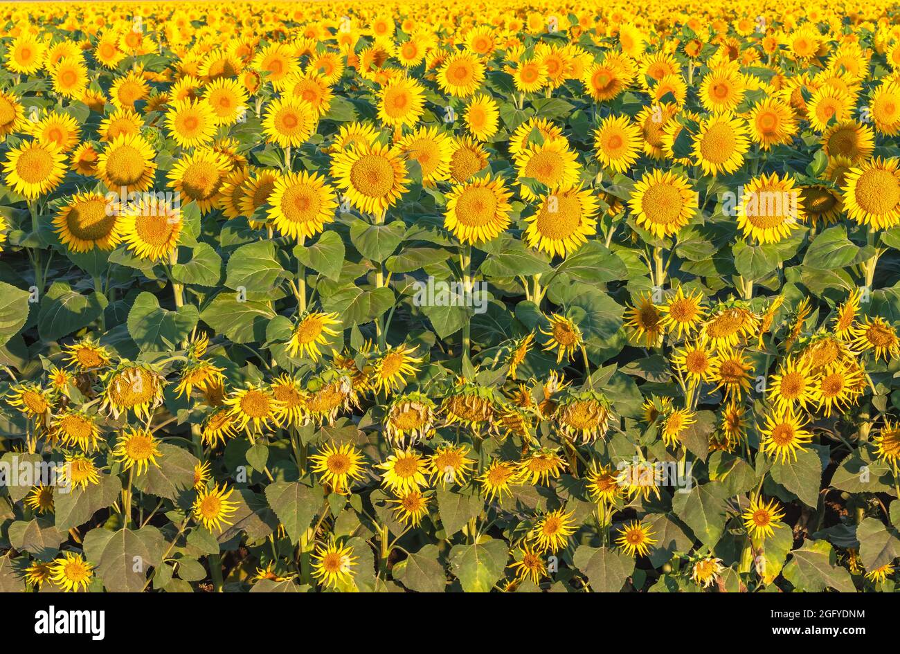 Field of blooming sunflowers at early dawn in California Central Valley ...