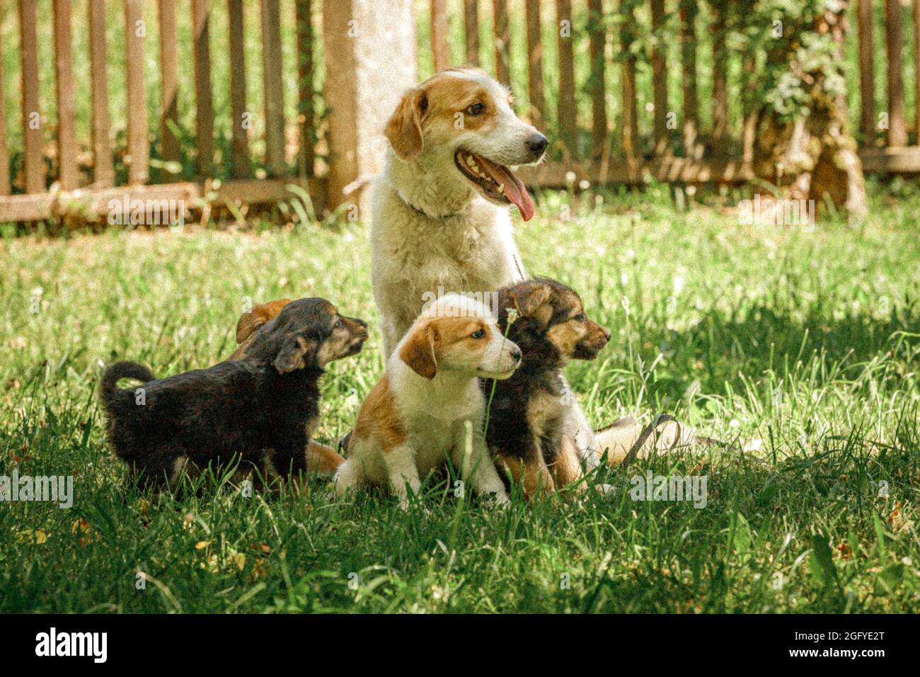 mother dog take care puppies with love Stock Photo - Alamy