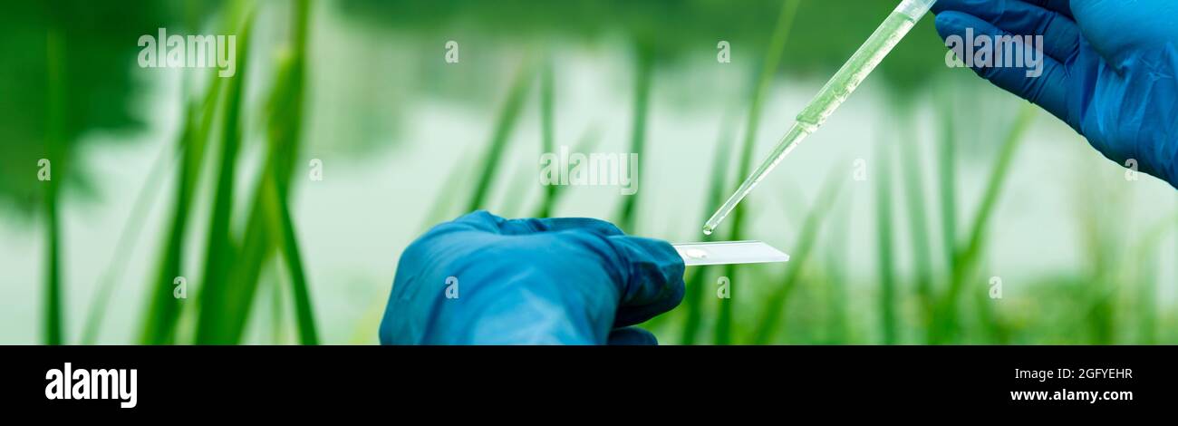 Sampling from open water. A scientist or biologist takes a water sample ...