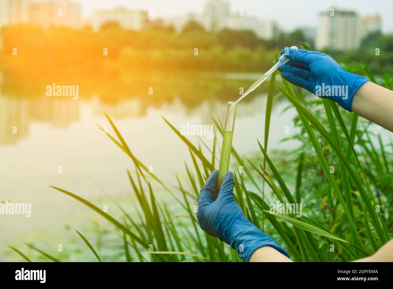 Sampling from open water. A scientist or biologist takes a sample of ...