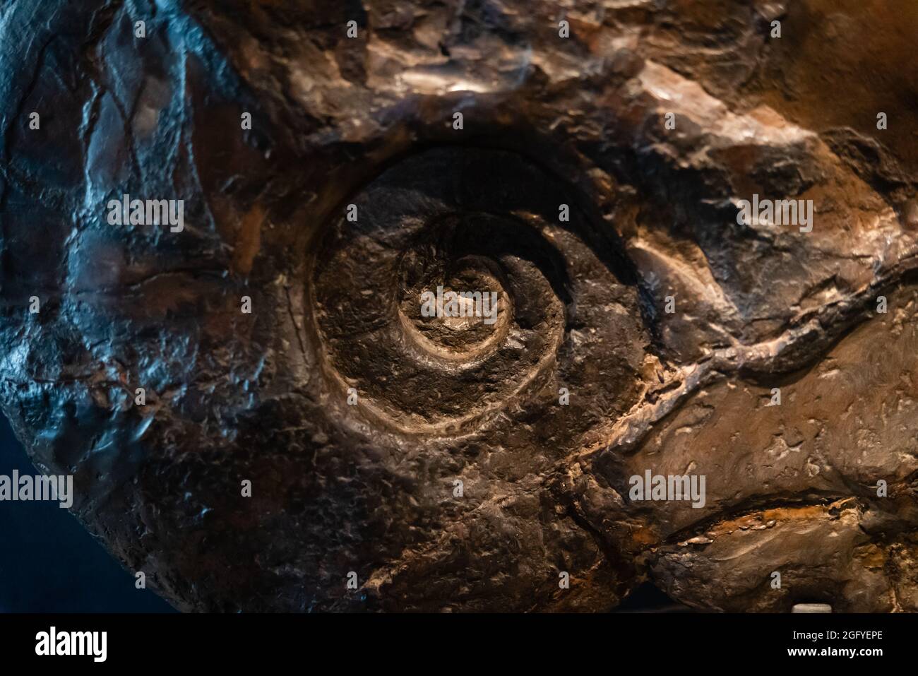 Ancient Ammonites fossil in rock Stock Photo - Alamy