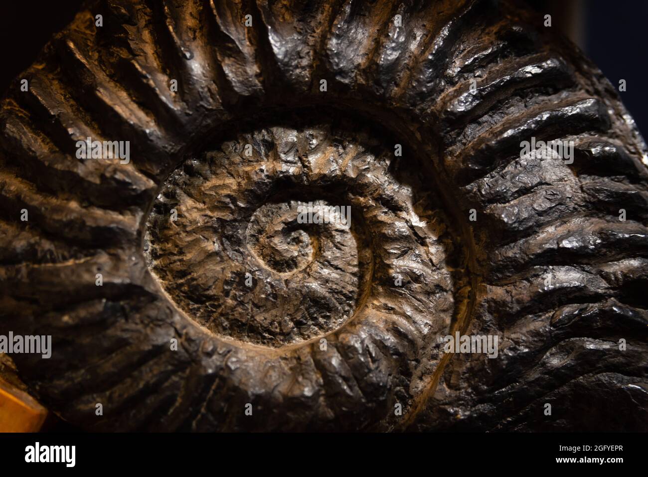 Ancient Ammonites fossil in rock Stock Photo - Alamy