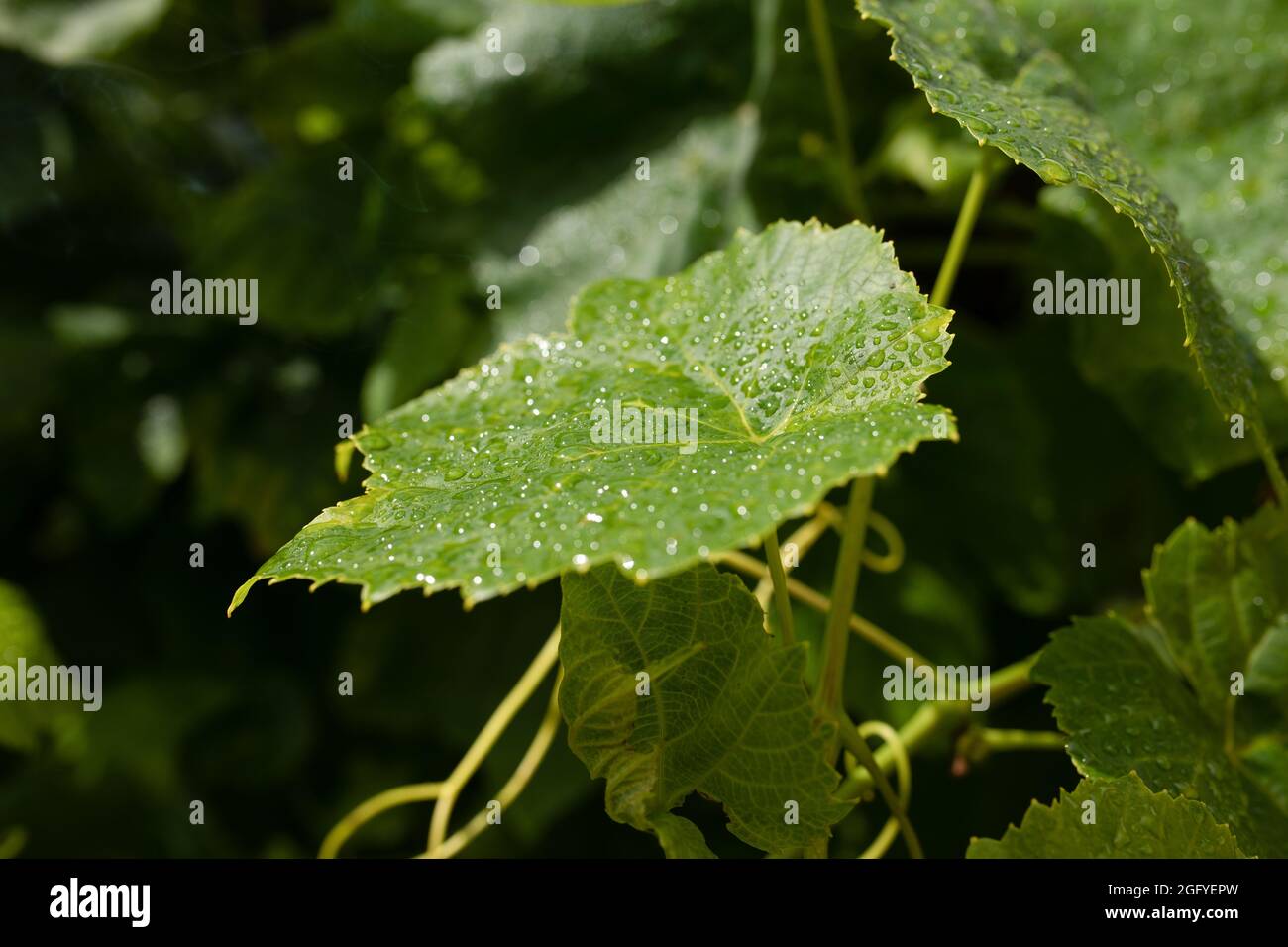 Wavy vine design hi-res stock photography and images - Alamy