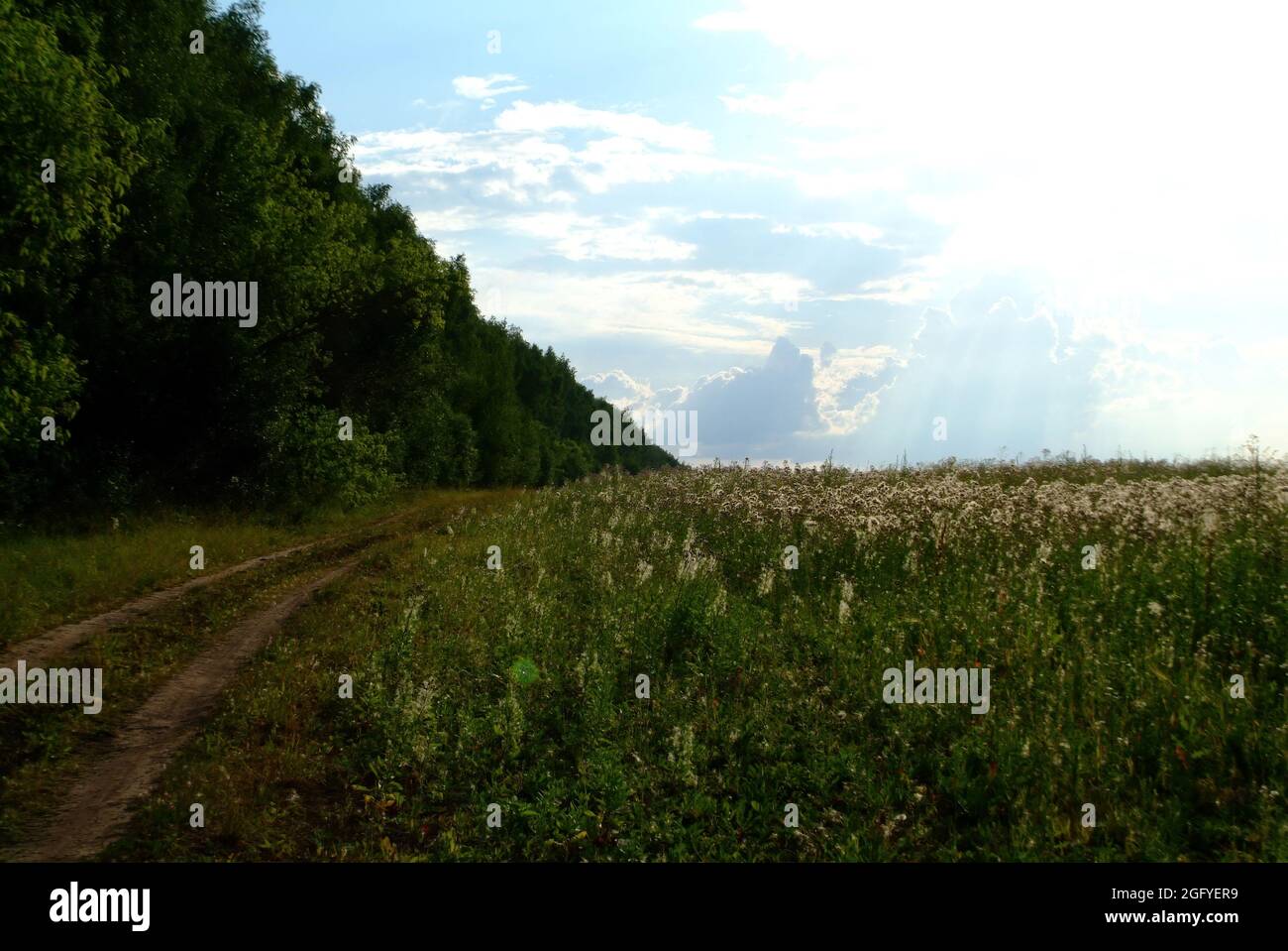 Overgrown grass field hi-res stock photography and images - Alamy