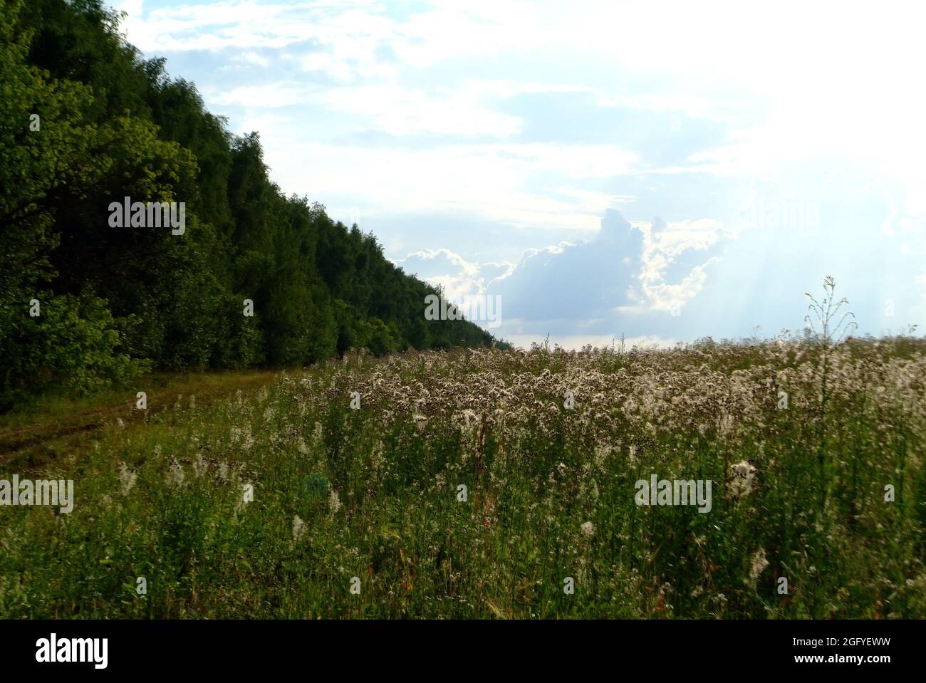 field overgrown with grass in summer, Russia Stock Photo - Alamy