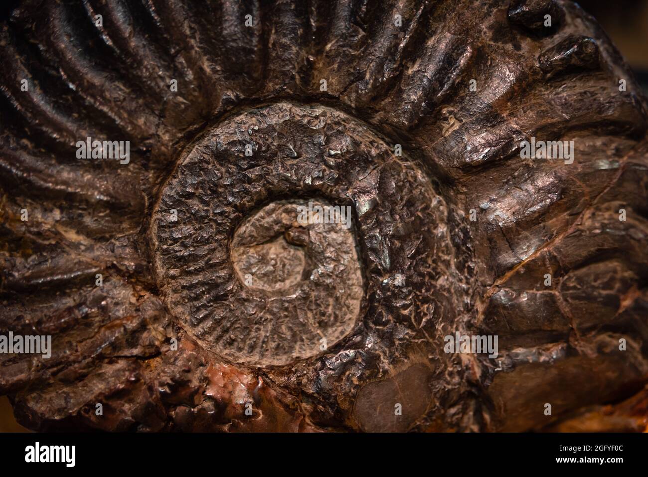 Ancient Ammonites fossil in rock Stock Photo - Alamy
