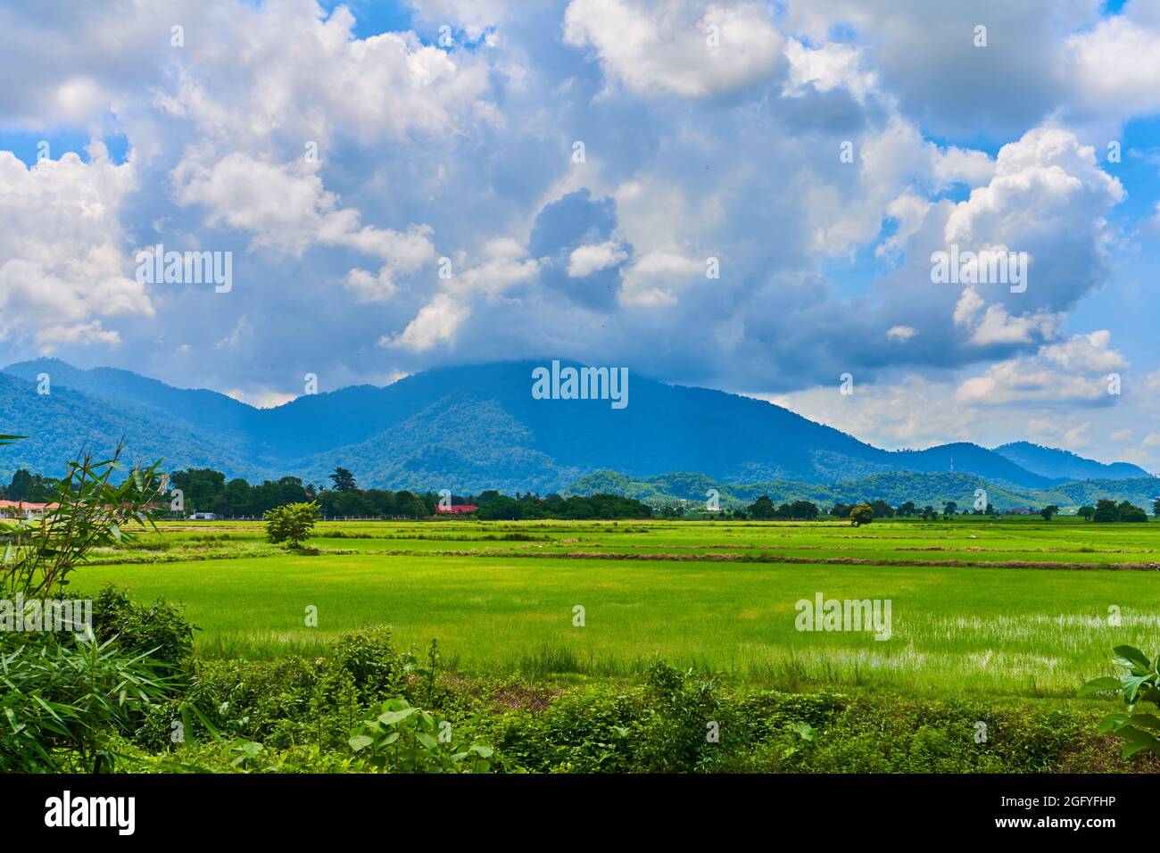 Amazing Asian nature landscape. Huge green rice field with mountains on ...