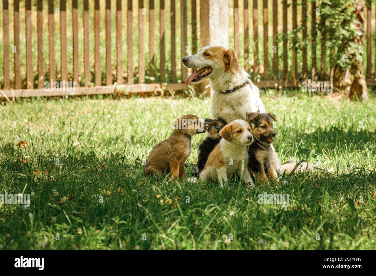 Newborn puppies mother hi-res stock photography and images - Alamy