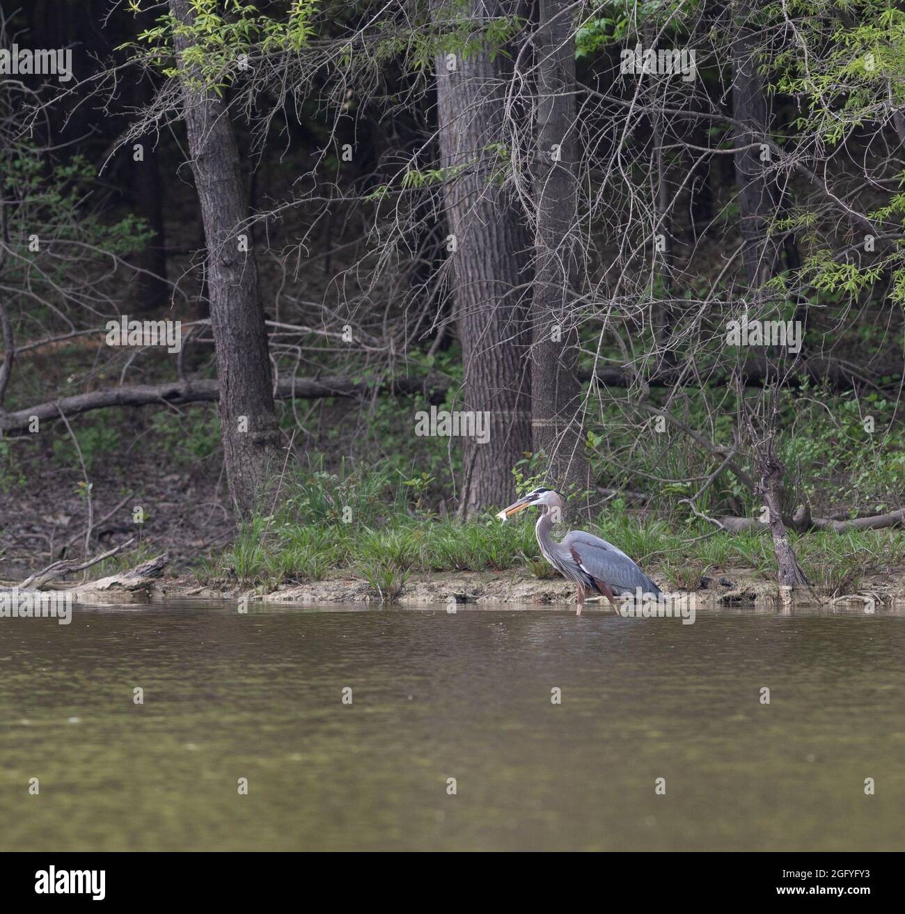 Great blue heron with a fresh fish in its mouth at Jordan Lake in North ...