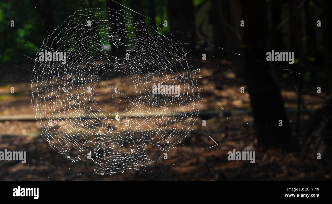 Bright white cobweb in a forest with a camping trailer out of focus ...