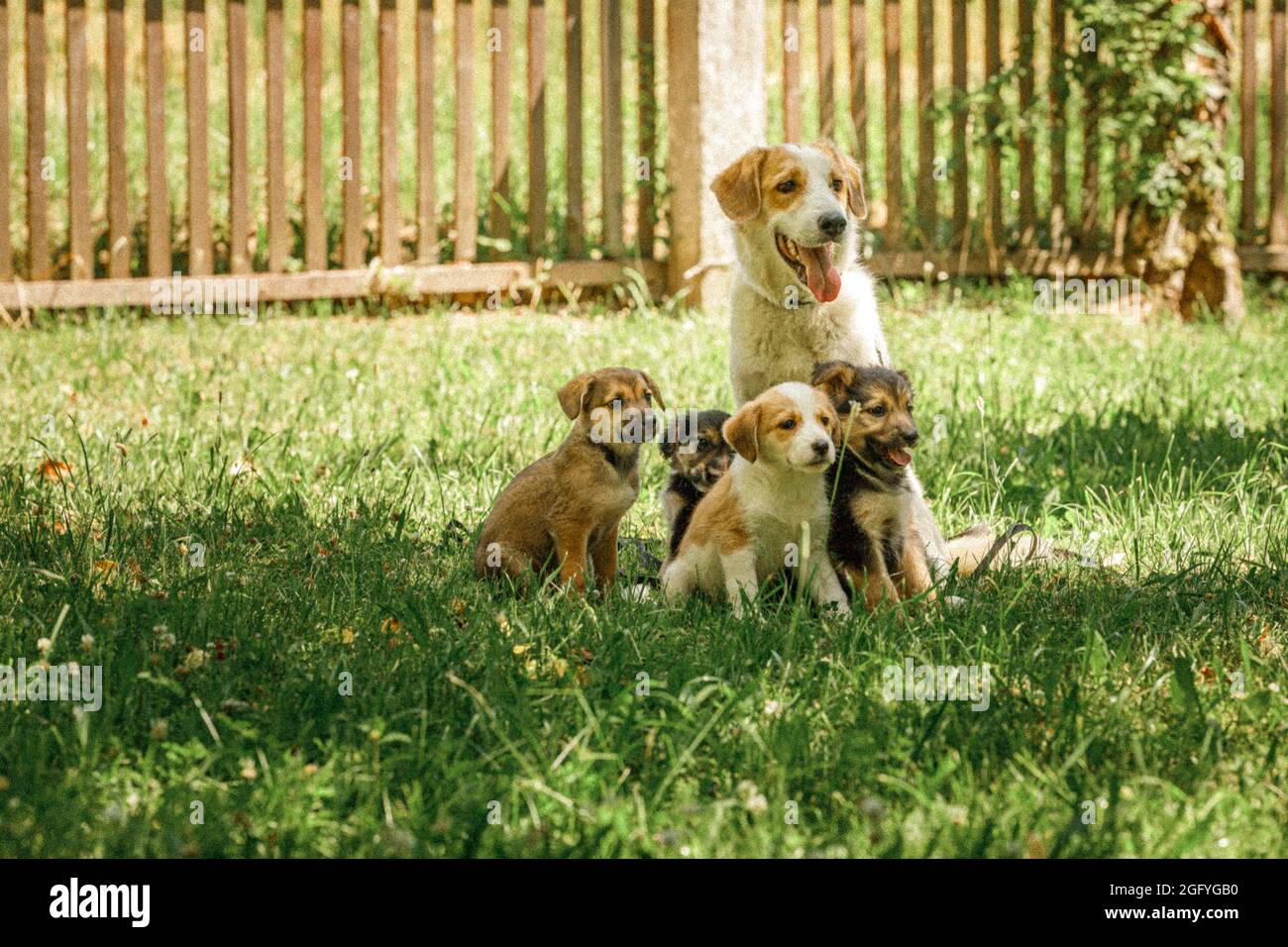 mother dog take care puppies with love Stock Photo - Alamy