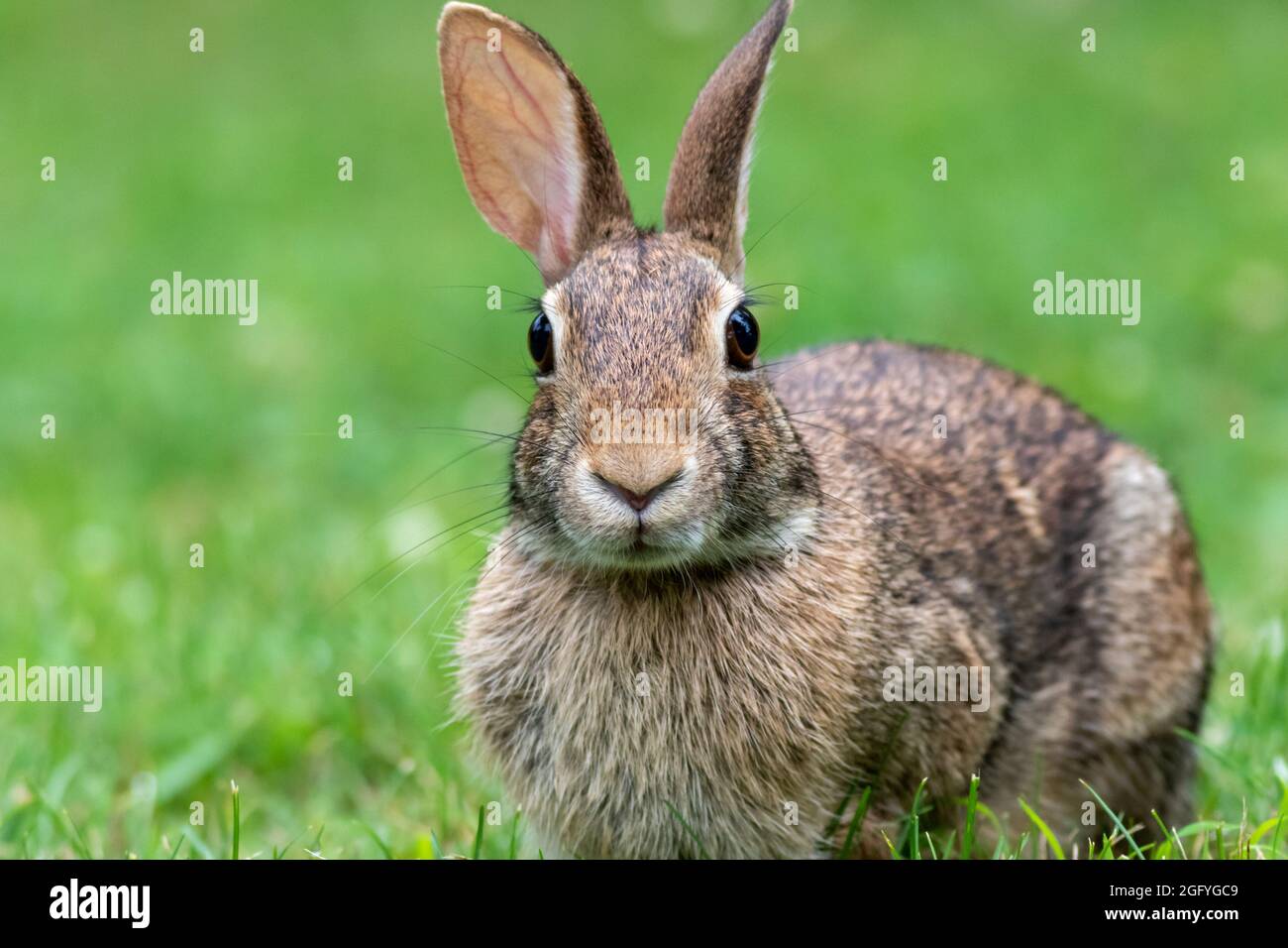 Young Eastern Cottontail Rabbit (Sylvilagus floridanus) closeup in ...