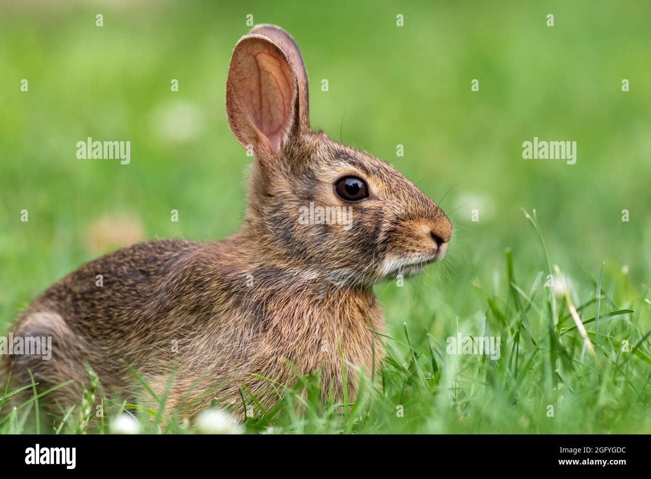 Young Eastern Cottontail Rabbit (Sylvilagus floridanus) closeup in ...