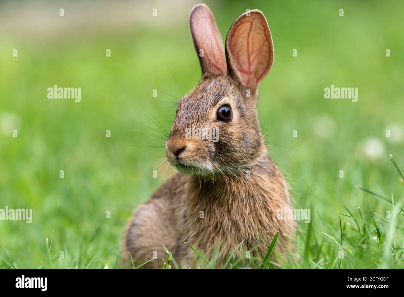 Young Eastern Cottontail Rabbit (Sylvilagus floridanus) closeup in ...