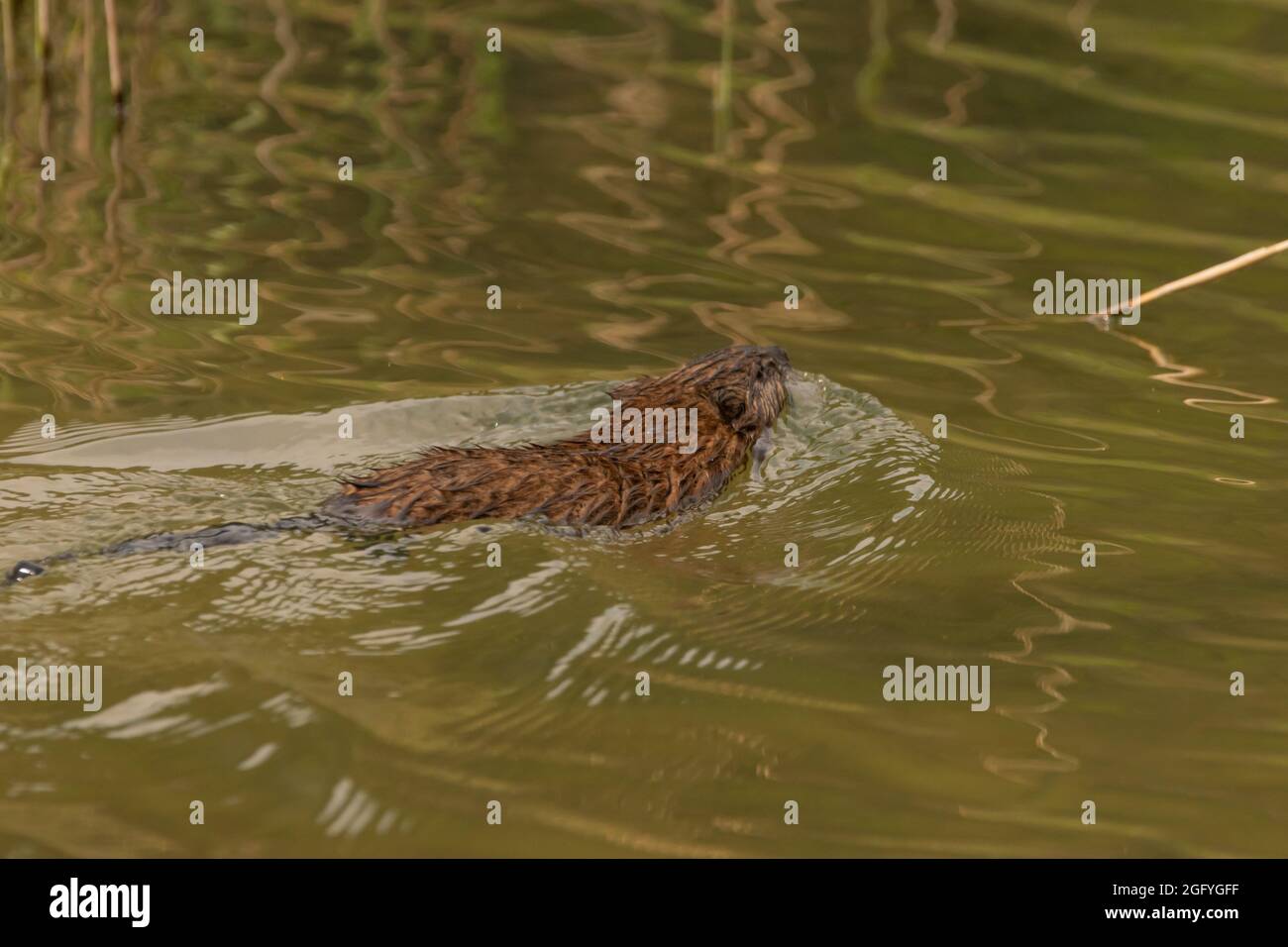 Beaver spotting hi-res stock photography and images - Alamy