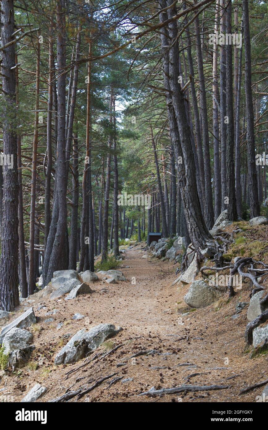 Vertical shot of a path surrounded by tall trees in the forest Stock ...