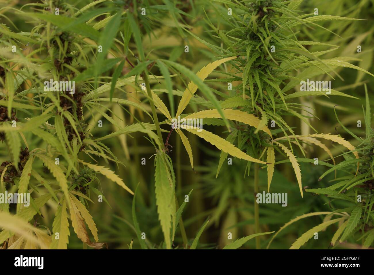 Medical textiles hi-res stock photography and images - Alamy