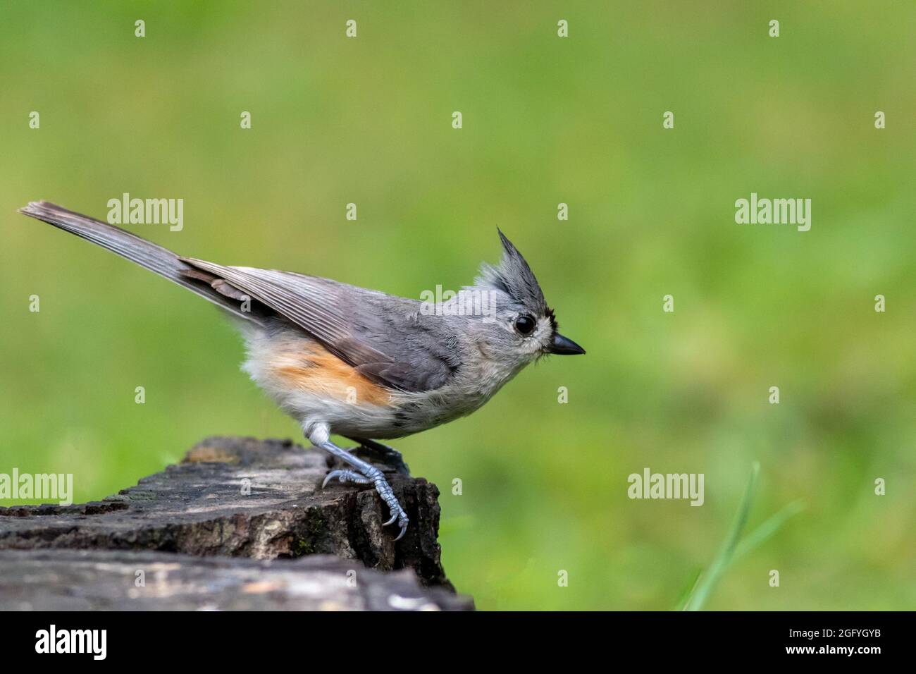 Tufted Titmouse (Baeolophus bicolor) standing on edge of log Stock ...
