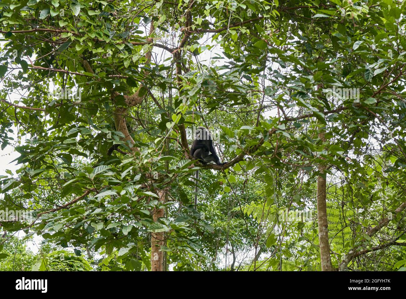 A wild monkey of the Langur breed on a tree branch in the dense jungle ...