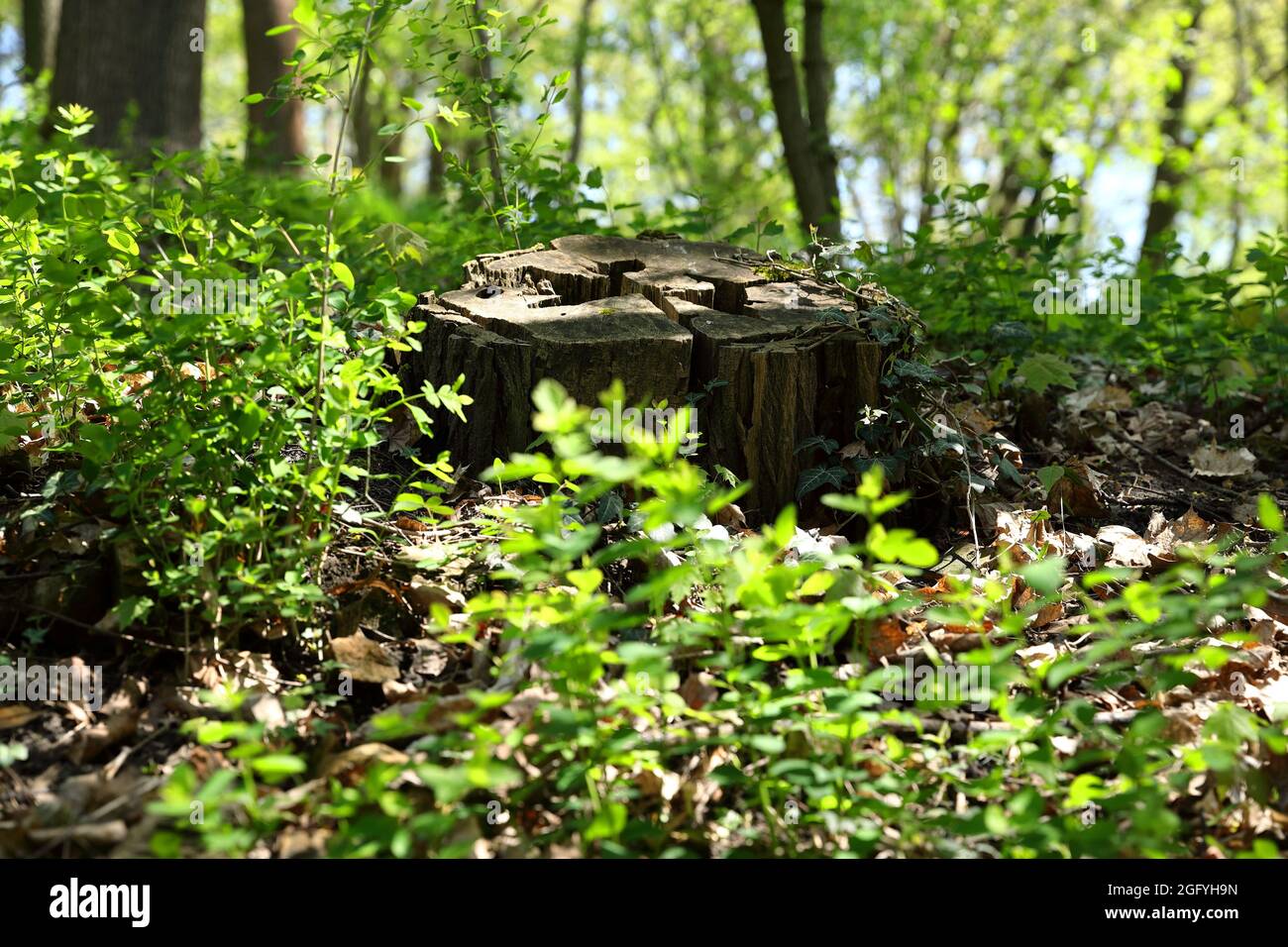 Old felled tree trunk in a suburban botanical park Stock Photo - Alamy