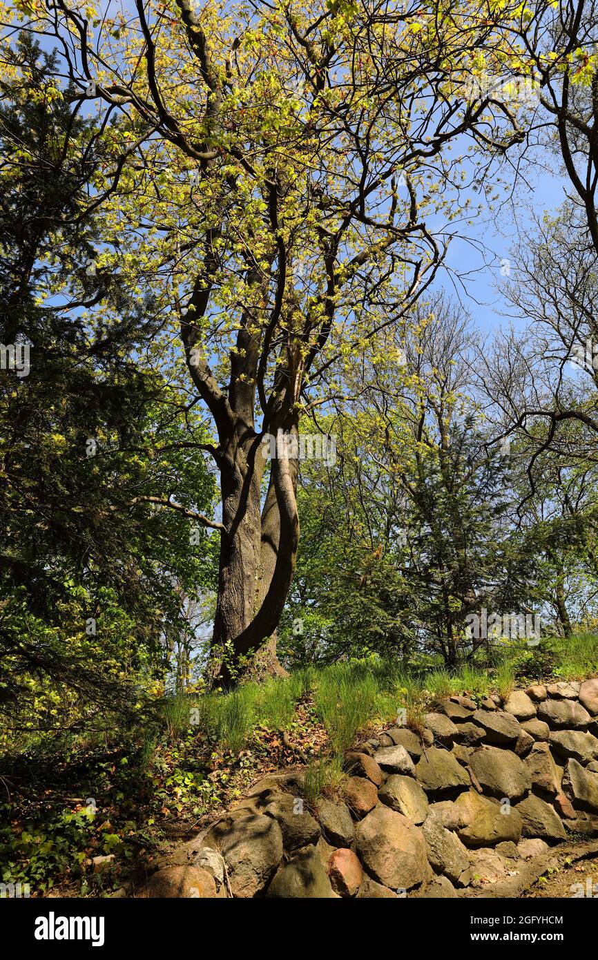 Spring flowering trees and shrubs in a suburban botanical park Stock ...
