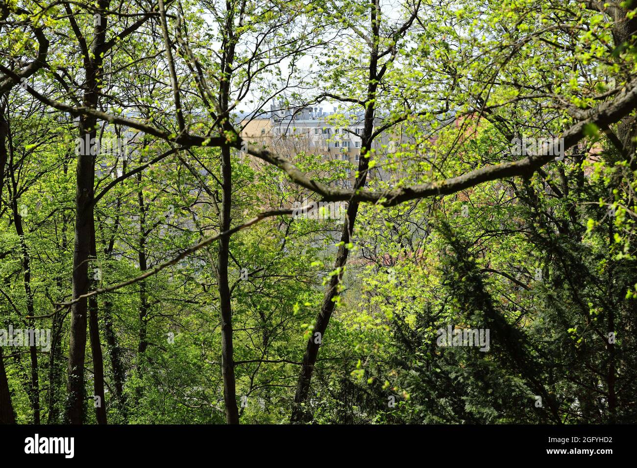 Spring flowering trees and shrubs in a suburban botanical park Stock ...