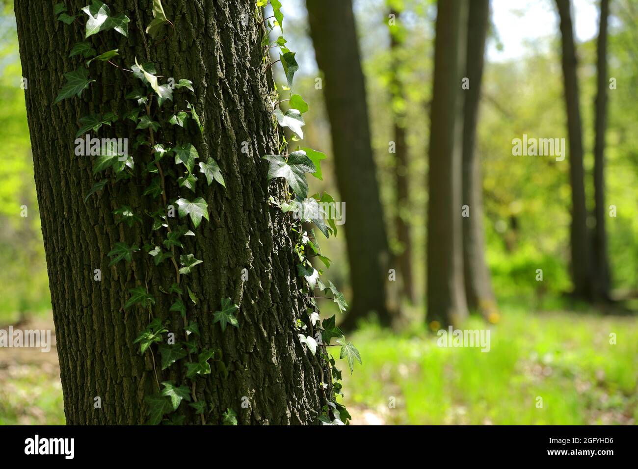 An ivy-covered tree in a suburban botanical park Stock Photo - Alamy