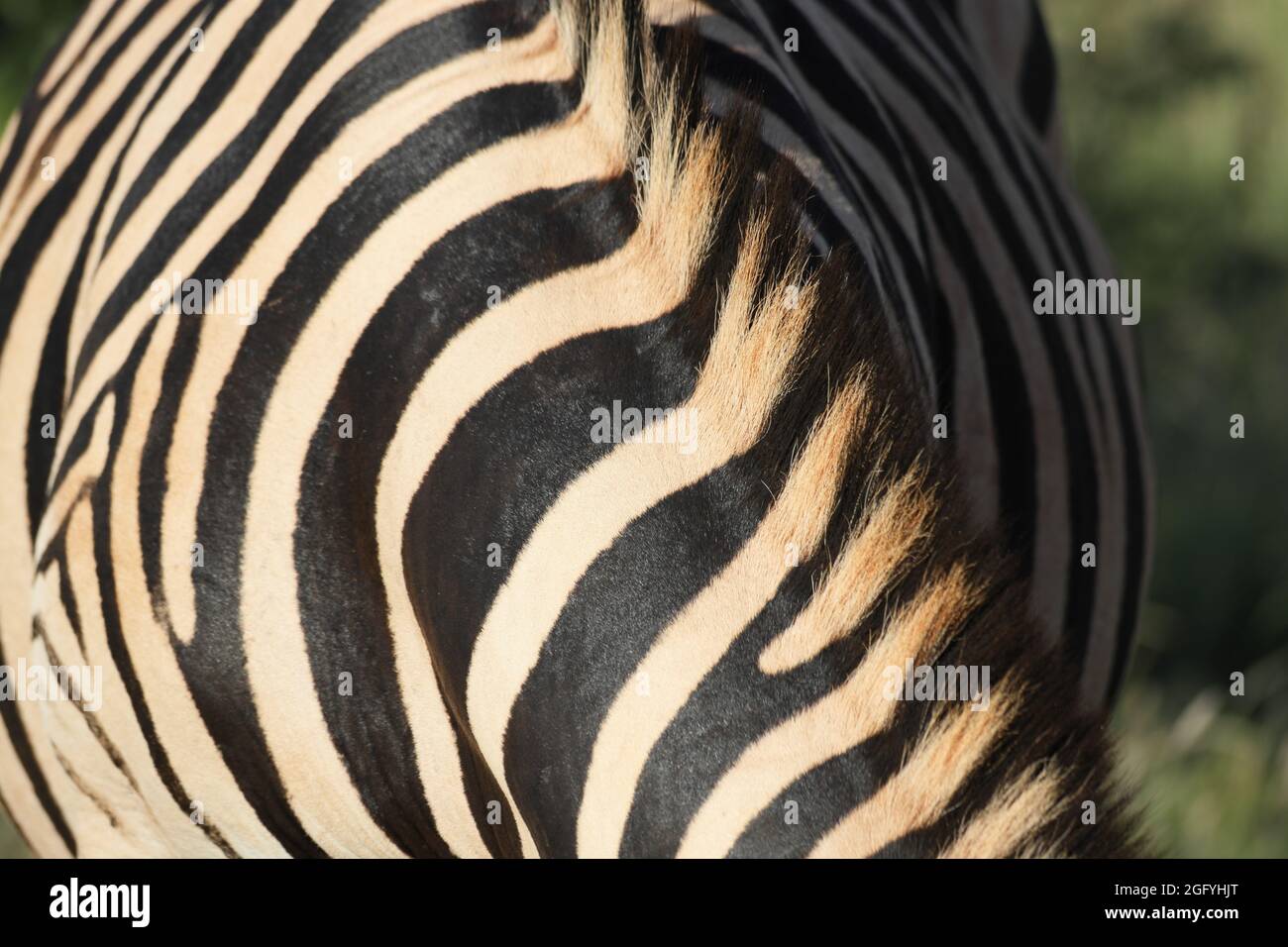 Fingerprint patterns hi-res stock photography and images - Alamy