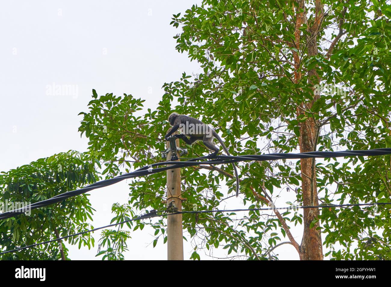 The monkey runs along the wires of the power line. Monkeys in Asia ...