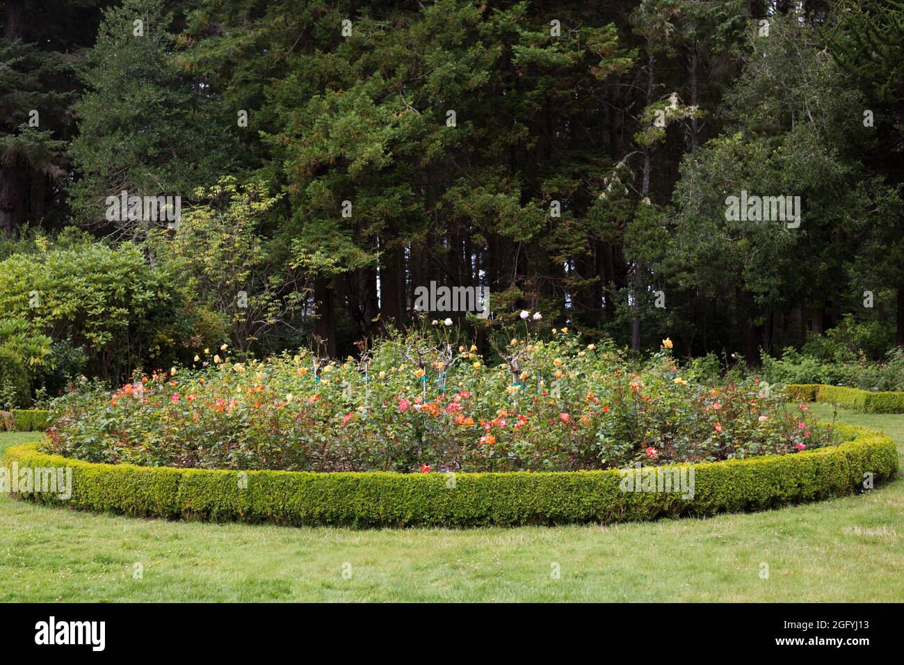 Plants pacific northwest border hi-res stock photography and images - Alamy