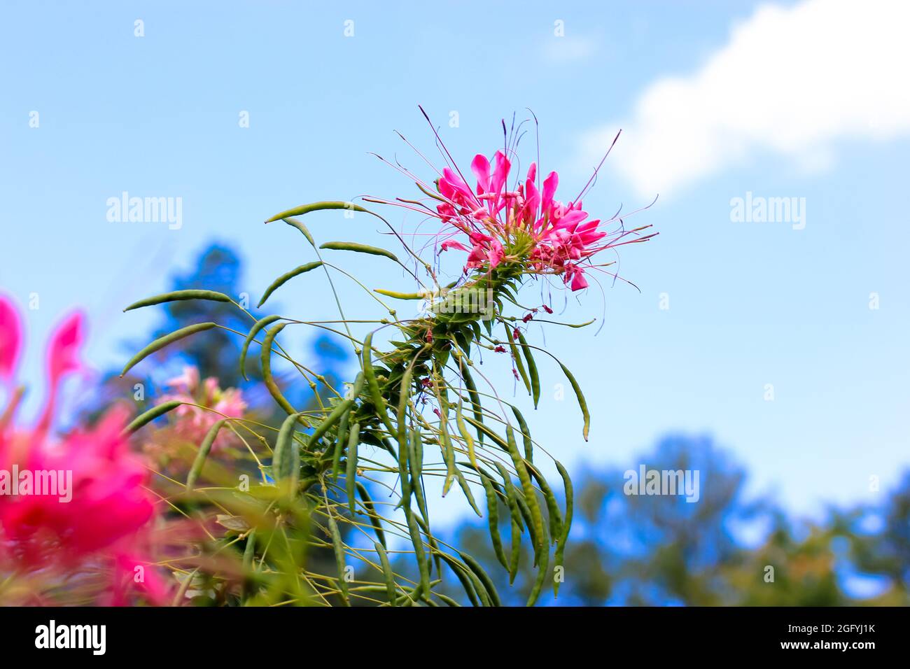 Spider flower against blue sky. Cleome spinosa. Beautiful exotic pink ...