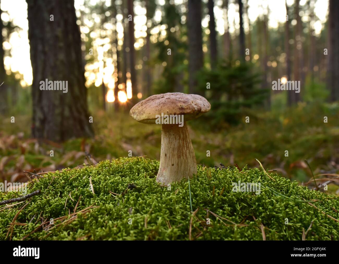 King Pine Bolete in moss at forest. White Mushroom Fungal Mycelium in ...