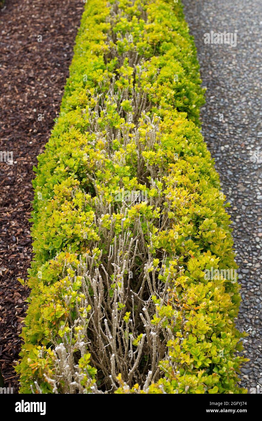 Boxwood hedge hi-res stock photography and images - Alamy