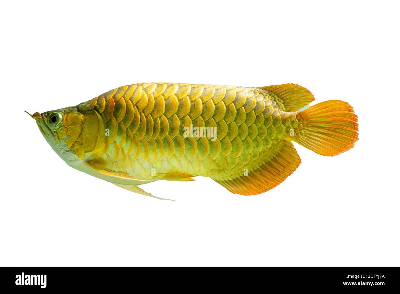 Freshwater fish of malaysia Cut Out Stock Images & Pictures - Alamy
