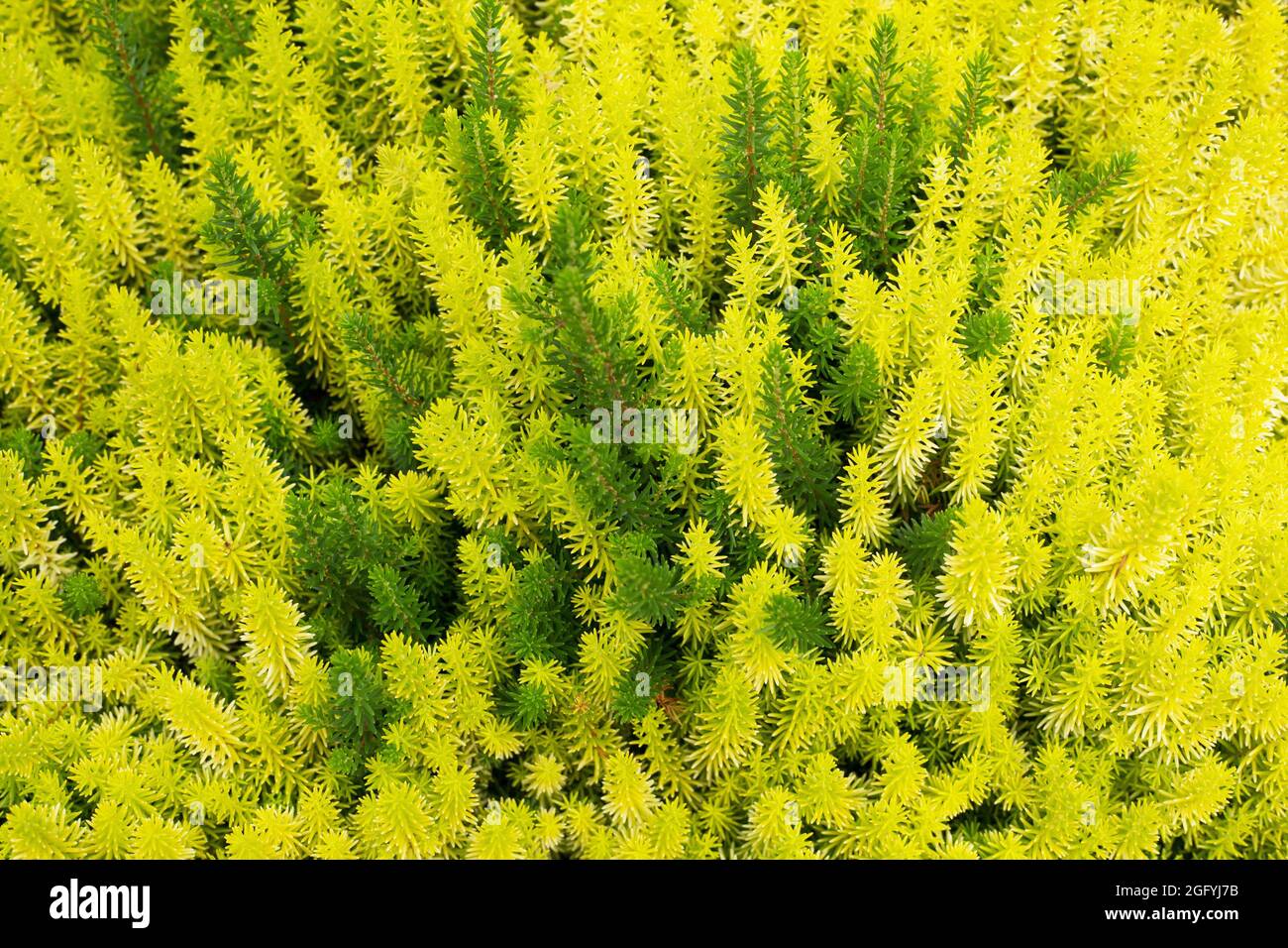 Close up of a bright green and yellow heather plant Stock Photo - Alamy